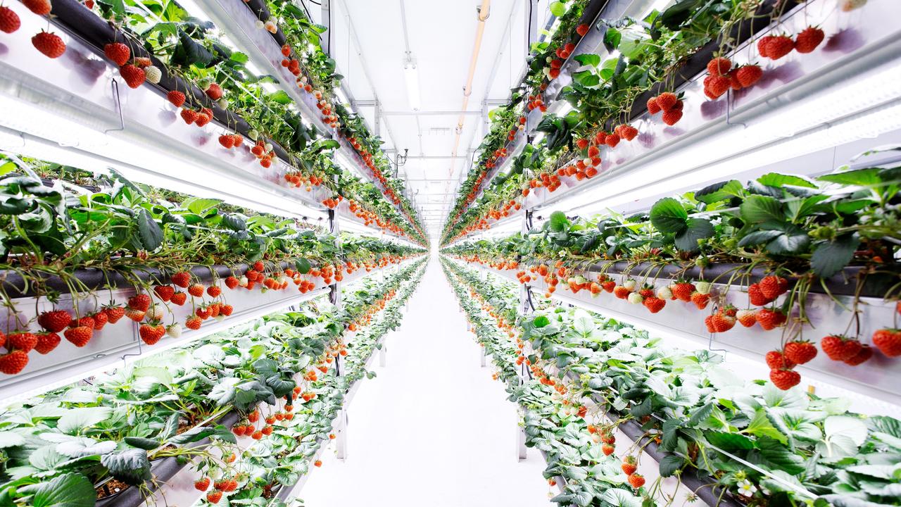 Making Sustainability Delicious and Affordable with Vertical Farming ...
