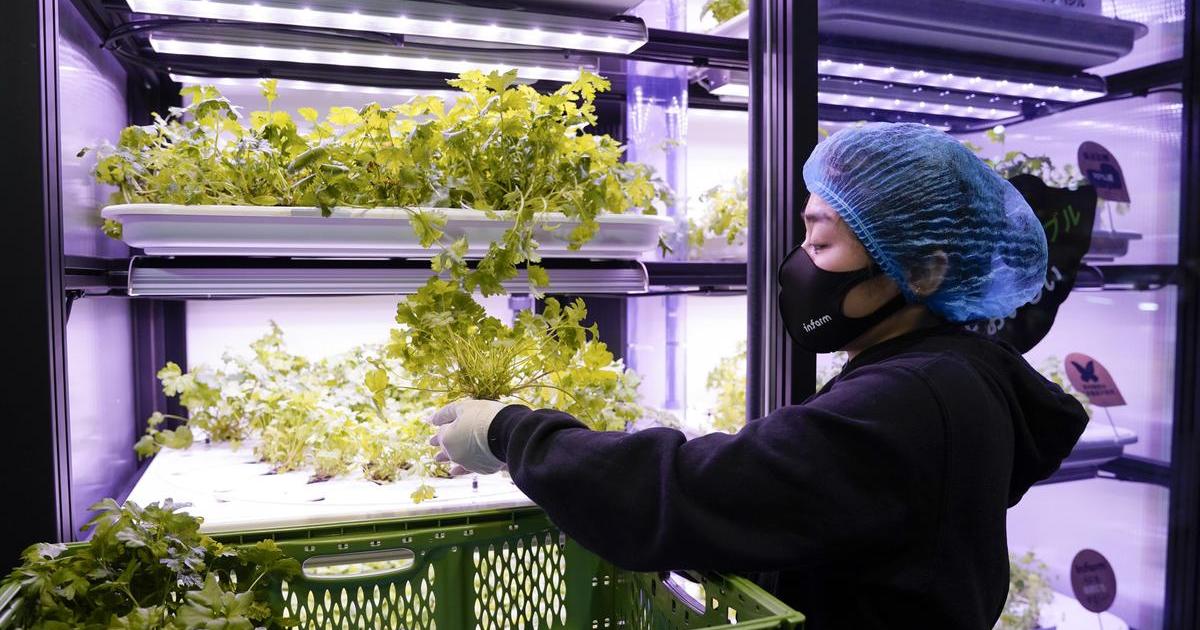 Achieving the Ultimate Form of Local Food Production and Consumption in ...