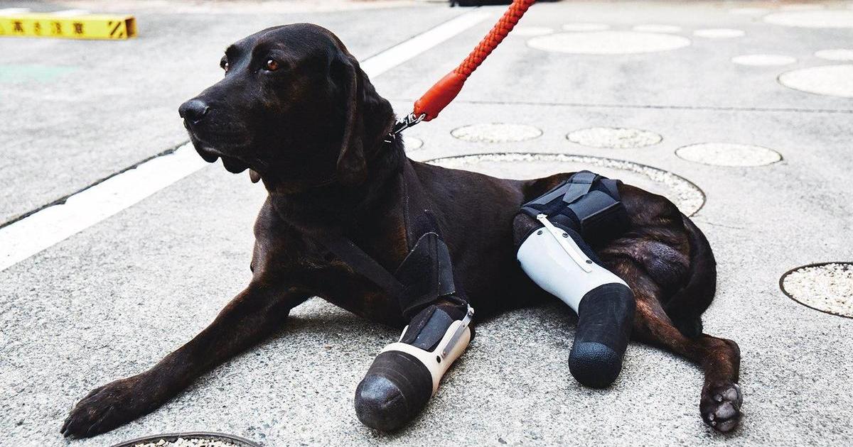 The Animal Savior | TOKYO UPDATES [The Official Information Website of ...