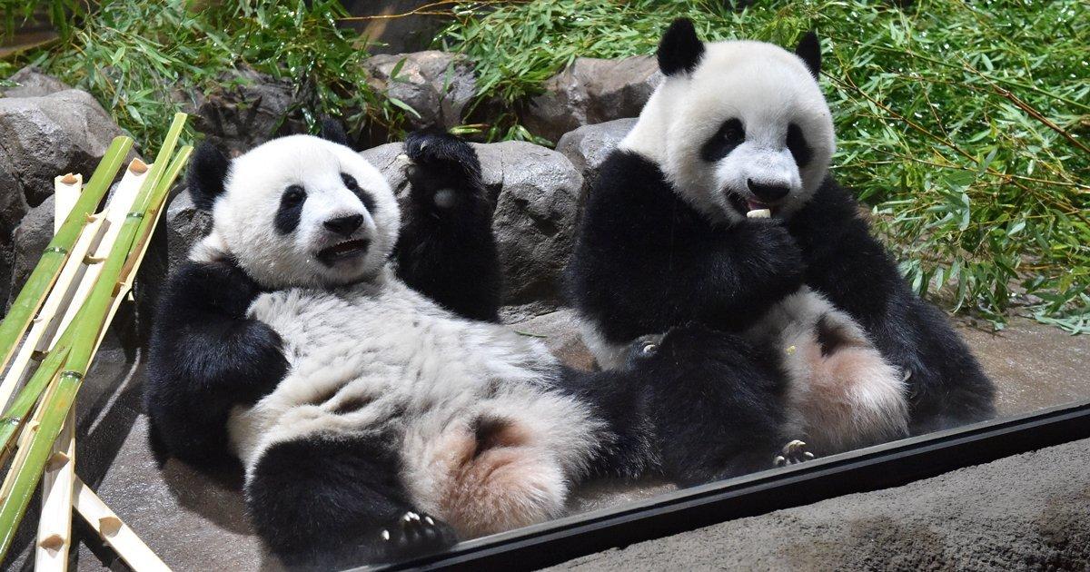 Ueno Zoo's Mission to Protect Endangered Animals | TOKYO UPDATES [The ...